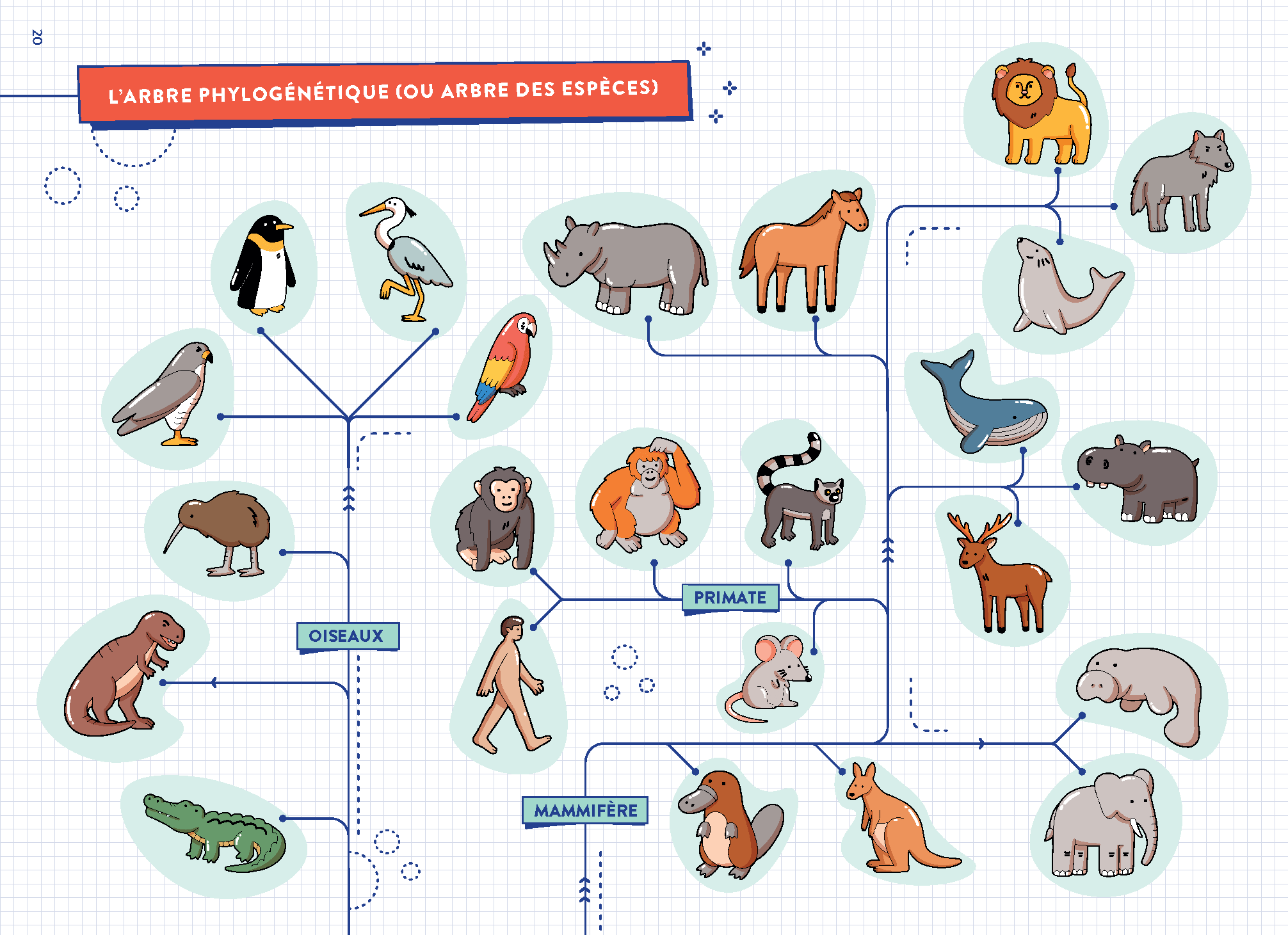 Octobre 2020 – La classification des animaux 🐳🐦 – Le blog Pandacraft